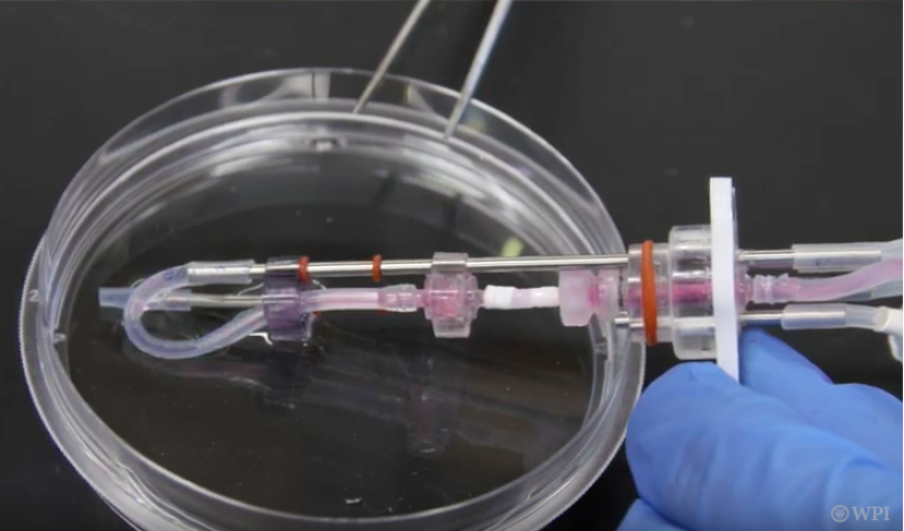 Biomedical Engineering | Academics | WPI